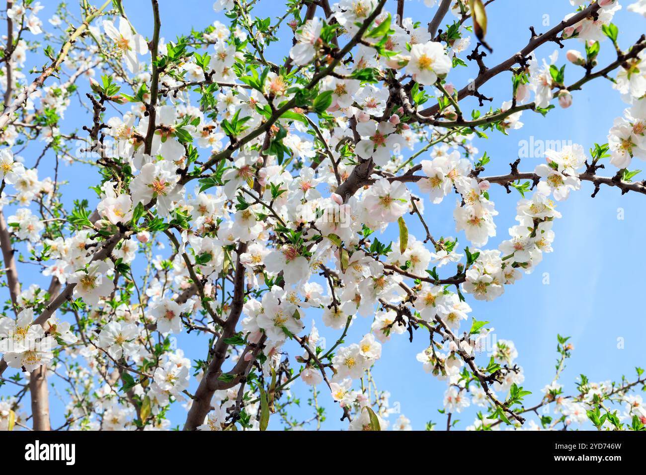 Blooming almond trees Stock Photo - Alamy