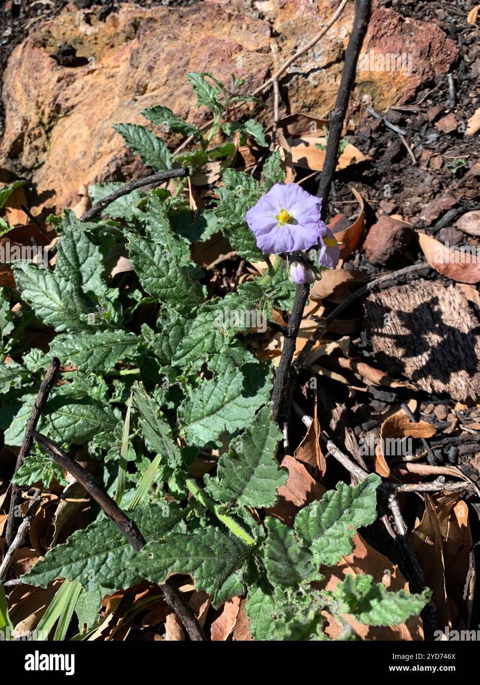 purple nightshade (Solanum xanti Stock Photo - Alamy