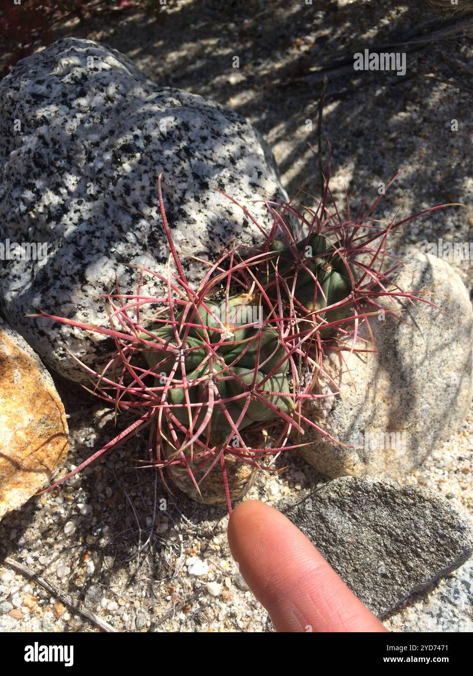 California Barrel Cactus (Ferocactus cylindraceus Stock Photo - Alamy