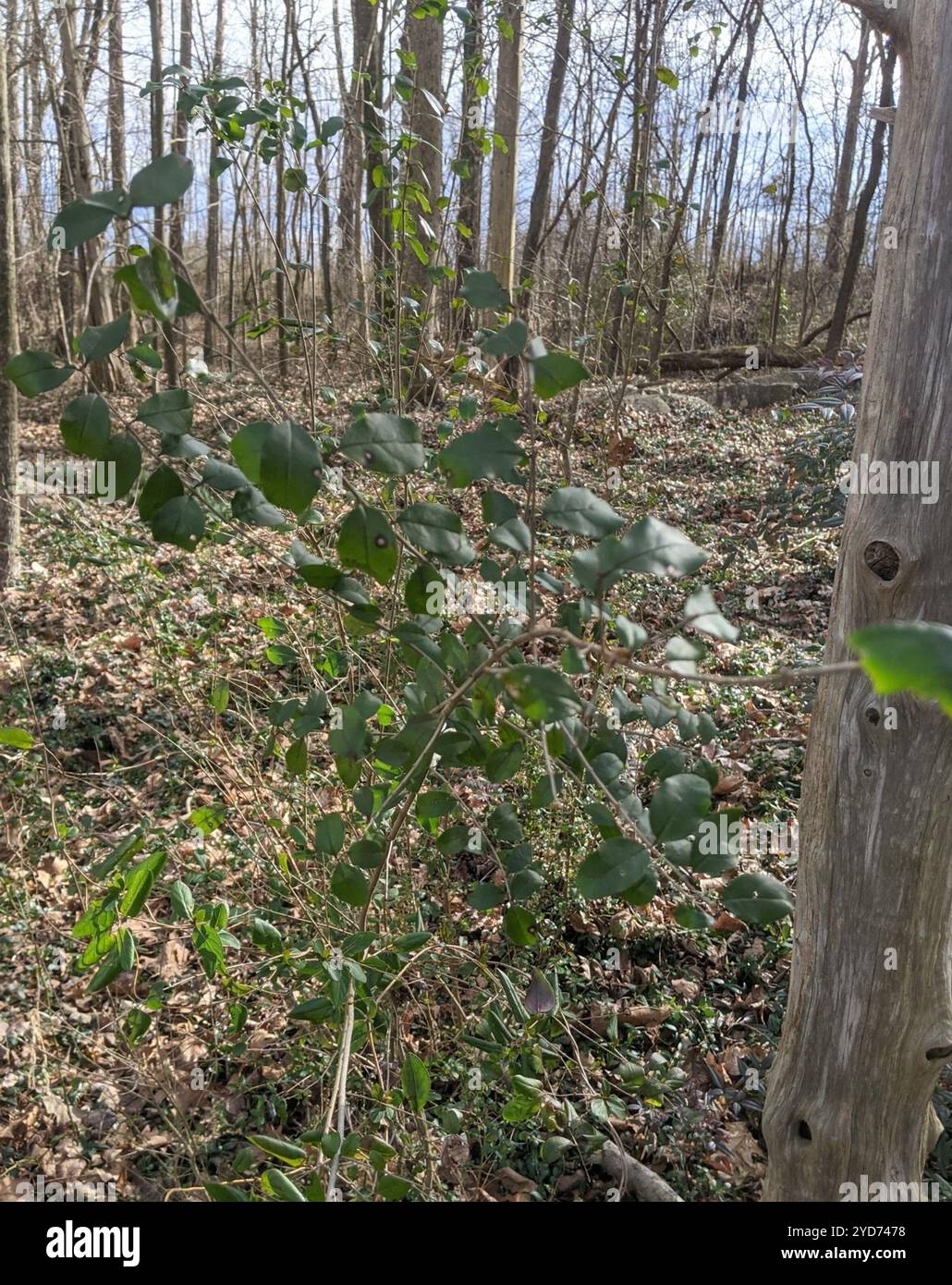 Chinese privet (Ligustrum sinense Stock Photo - Alamy