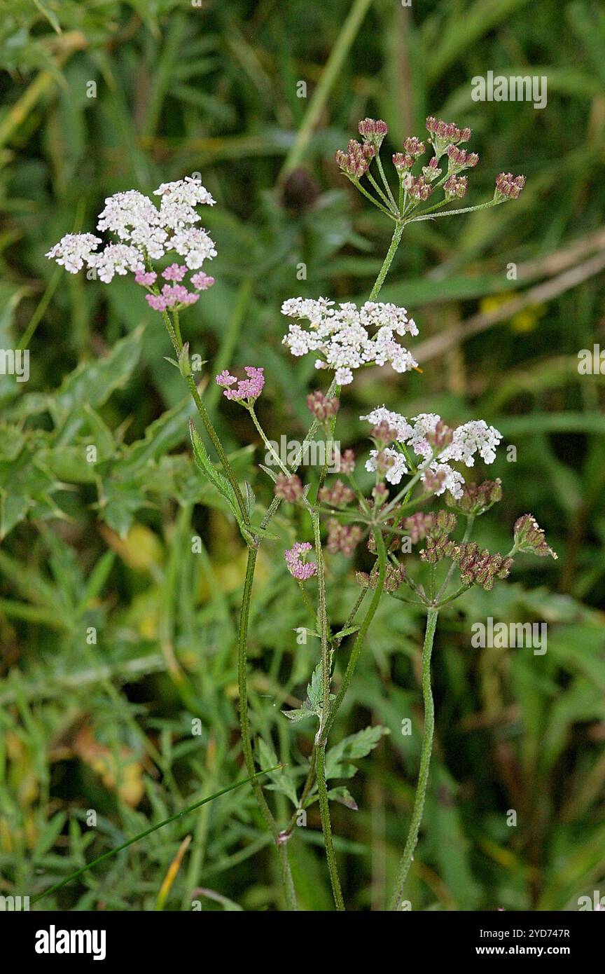 Torilis japonica hi-res stock photography and images - Alamy