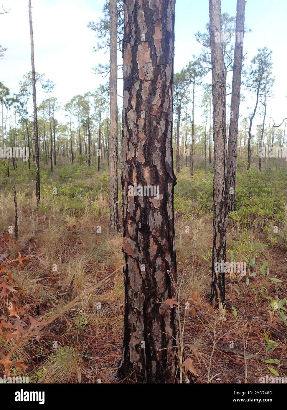 longleaf pine (Pinus palustris Stock Photo - Alamy