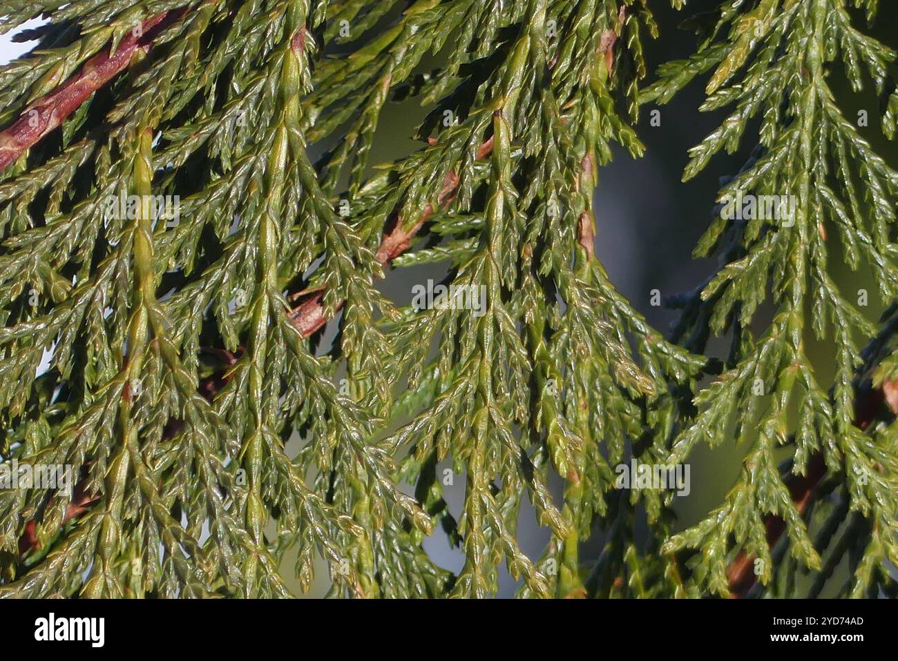 Alaska yellow cedar (Callitropsis nootkatensis Stock Photo - Alamy
