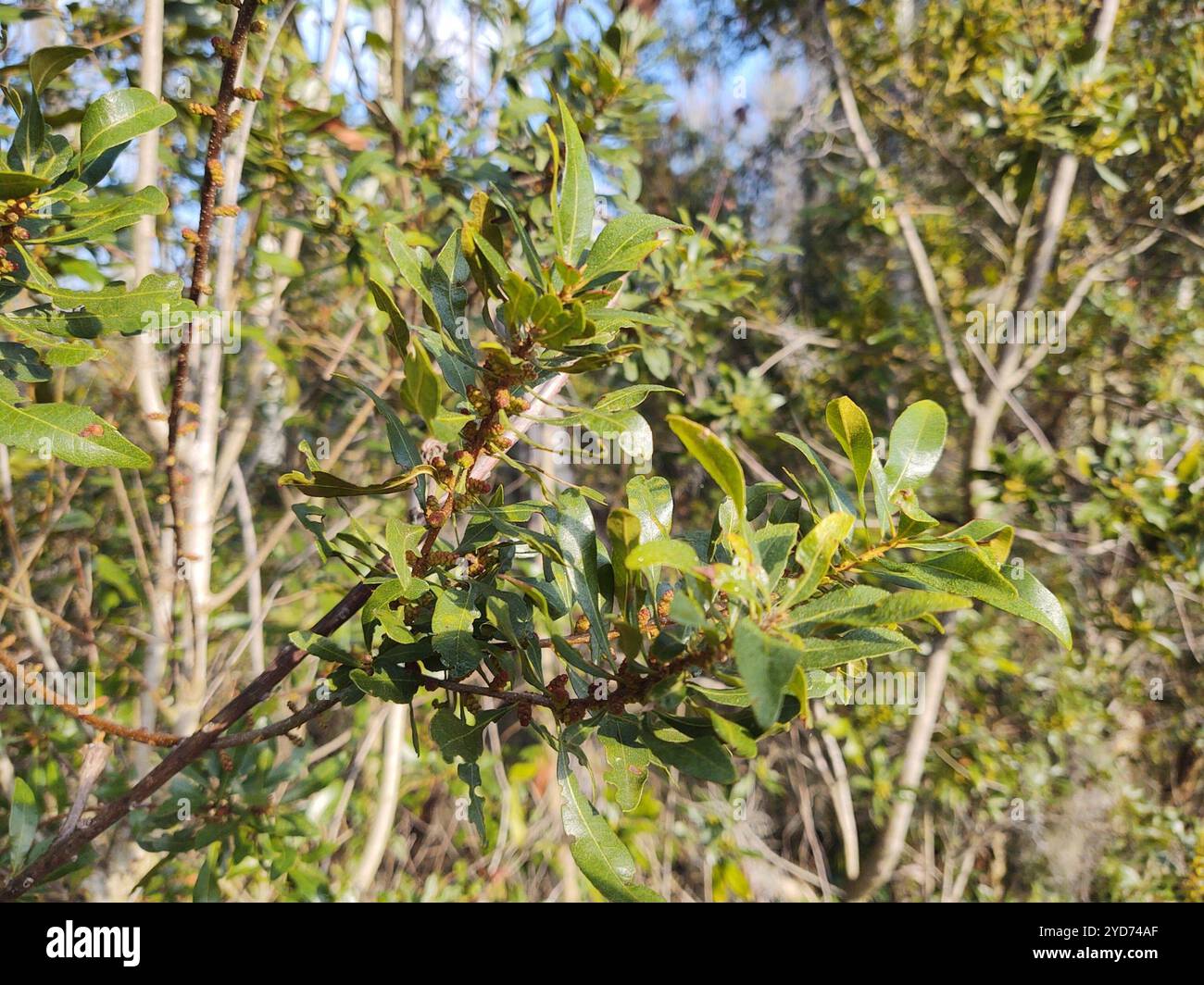 wax myrtle (Morella cerifera Stock Photo - Alamy
