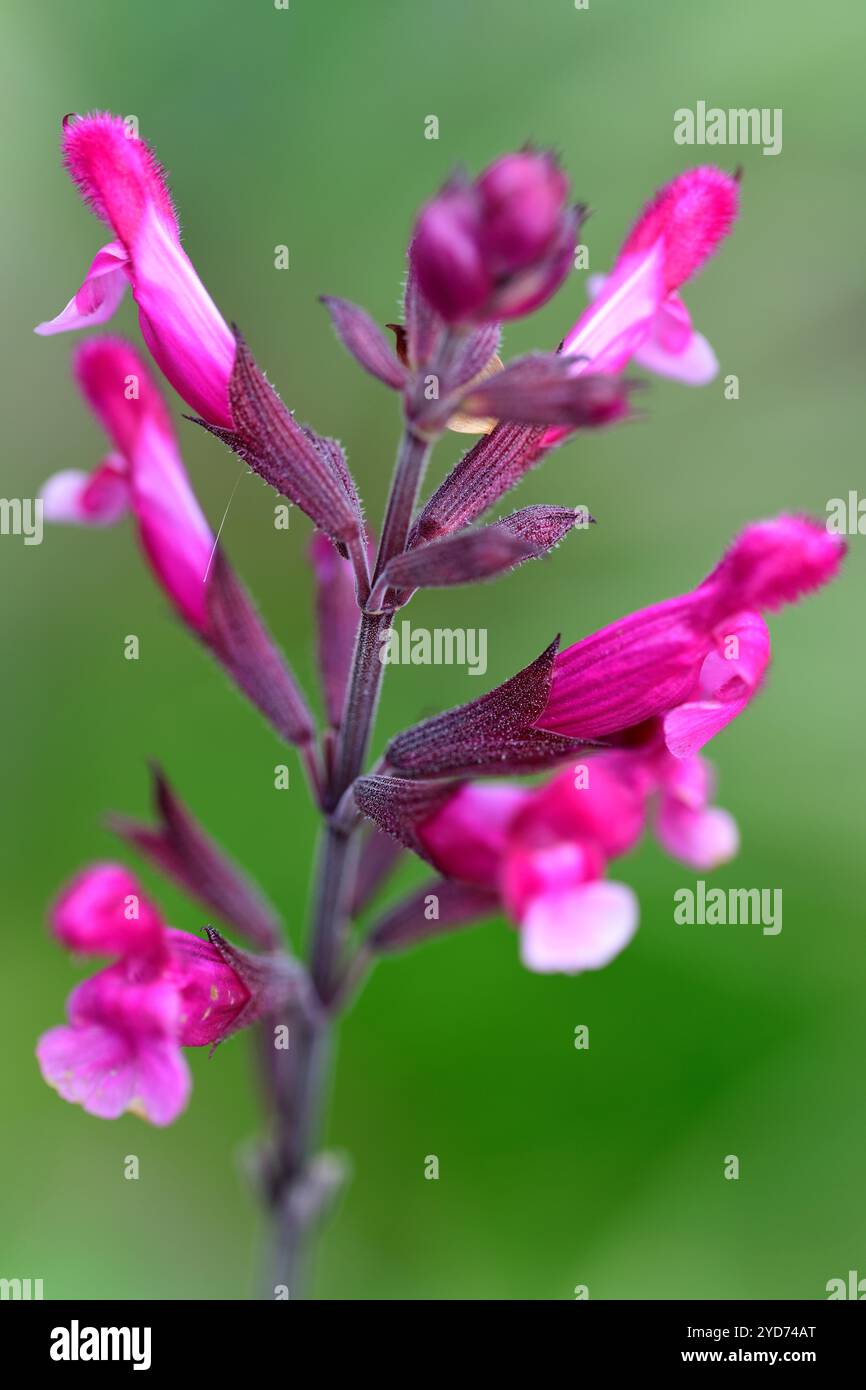 Salvia involucrata pink mulberry,deep pink flowers and white-tipped ...