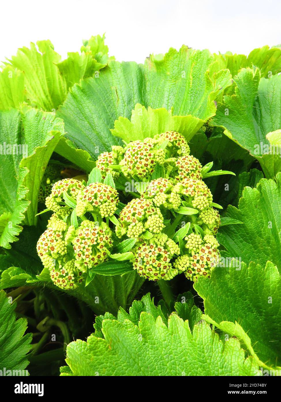 Azorella polaris hi-res stock photography and images - Alamy