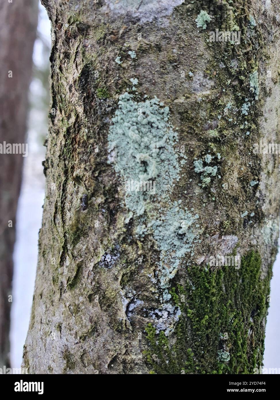 Fluffy Dust Lichen (Lepraria finkii Stock Photo - Alamy