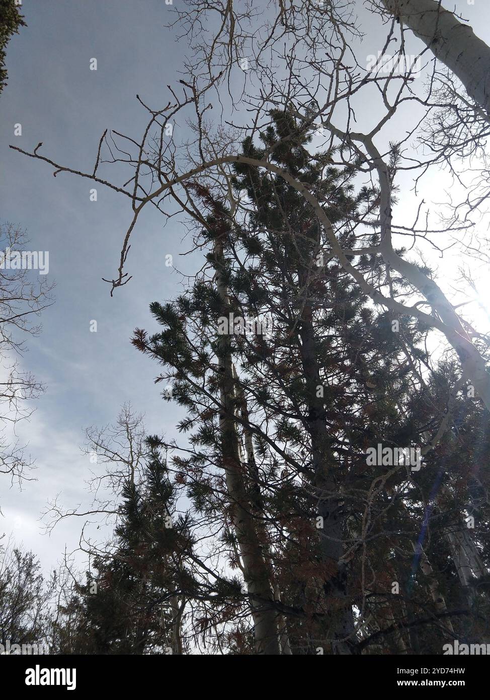 limber pine (Pinus flexilis Stock Photo - Alamy