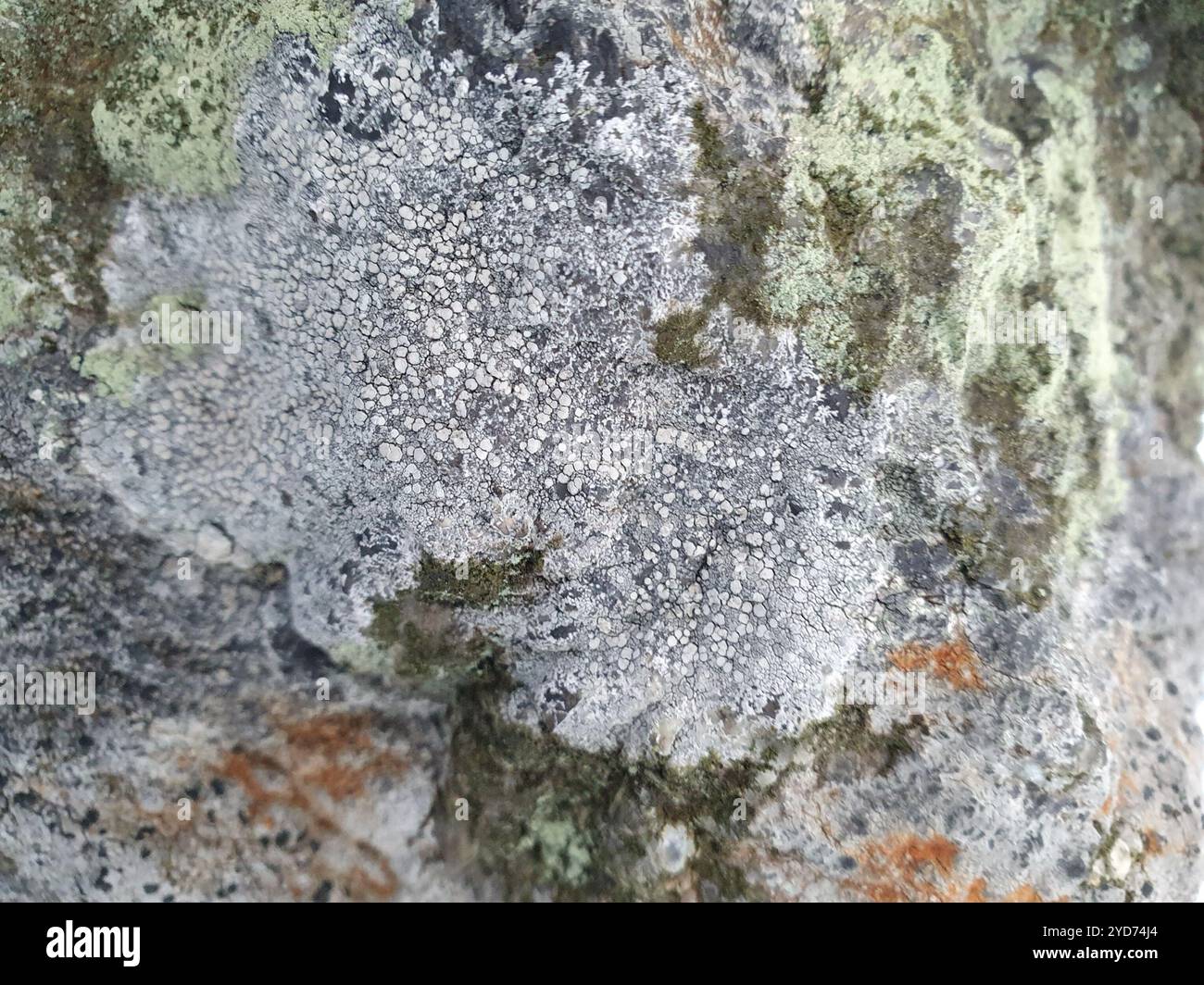 wart lichens, water lichens, and allies (Pertusariales Stock Photo - Alamy