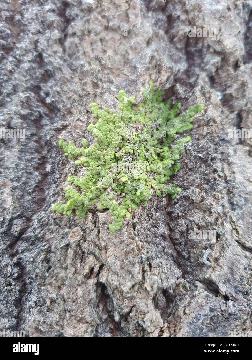 Flat-leaved Scalewort (Radula complanata Stock Photo - Alamy