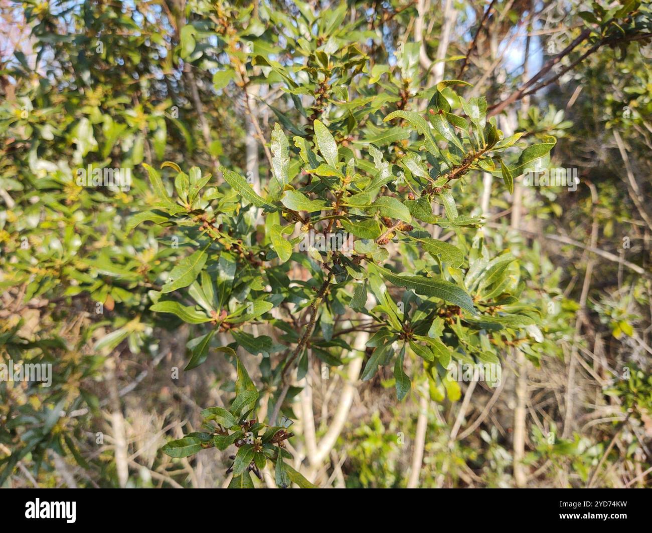 wax myrtle (Morella cerifera Stock Photo - Alamy