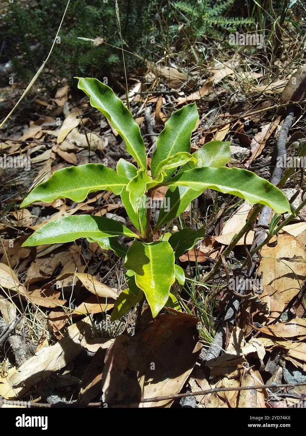 Australian Cheesewood (Pittosporum undulatum Stock Photo - Alamy