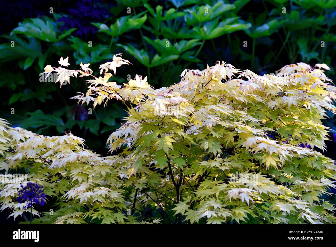 Acer palmatum Sango Kaku,acers,japanese acers,attractive yellow green ...