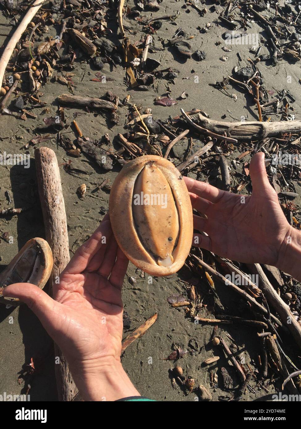 Gumboot Chiton (Cryptochiton stelleri Stock Photo - Alamy