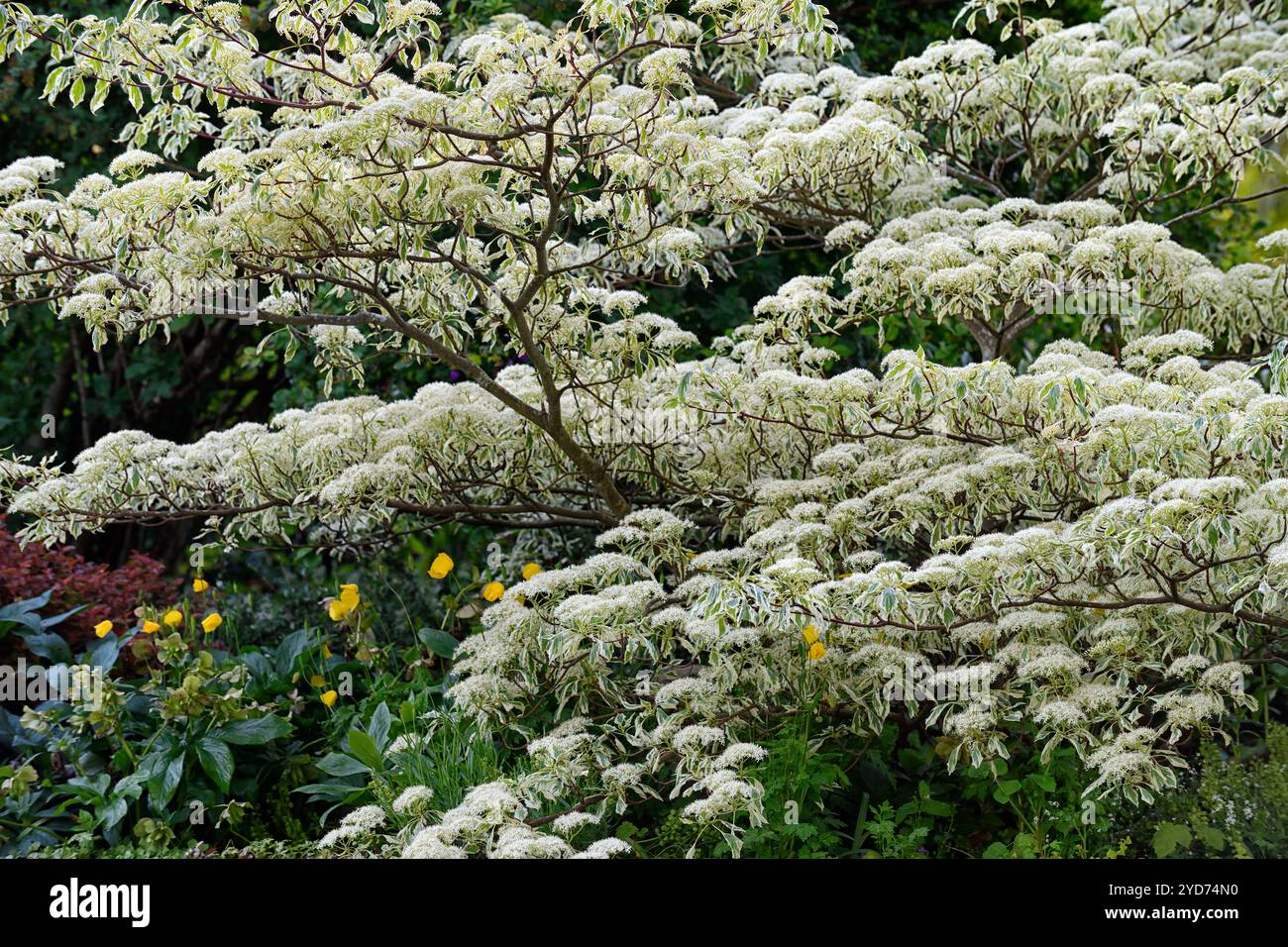 cornus controversa variegata,flowering,variegated,leaves,foliage ...