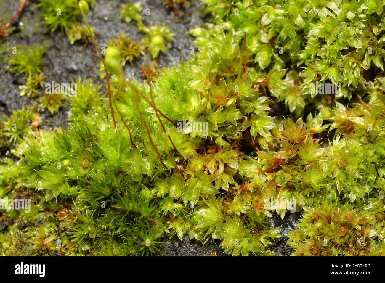 Capillary Thread-moss (Ptychostomum capillare Stock Photo - Alamy