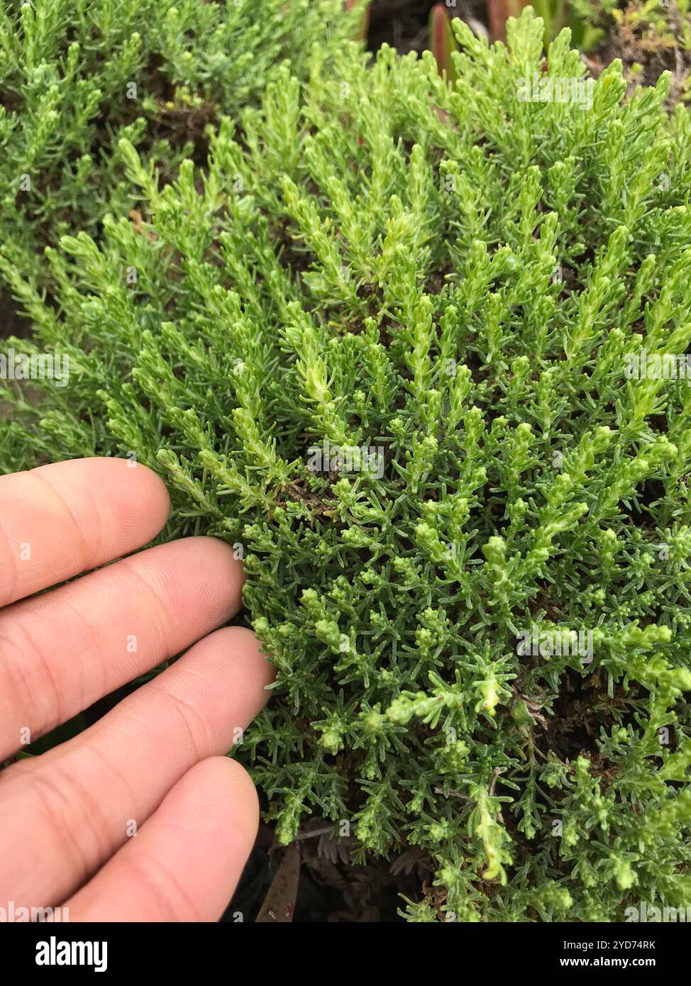 California Goldenbush (Ericameria ericoides Stock Photo - Alamy