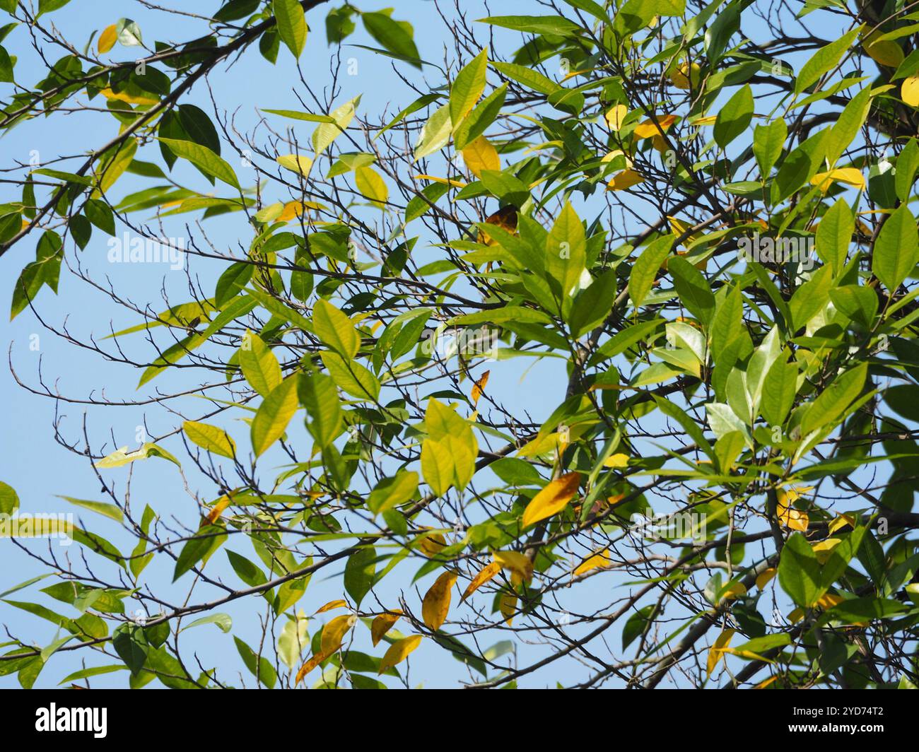 Ampelos hi-res stock photography and images - Alamy