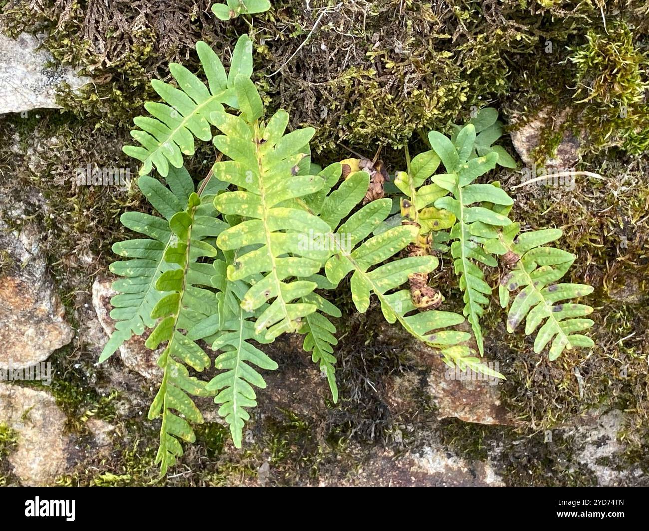 common polypody (Polypodium vulgare Stock Photo - Alamy