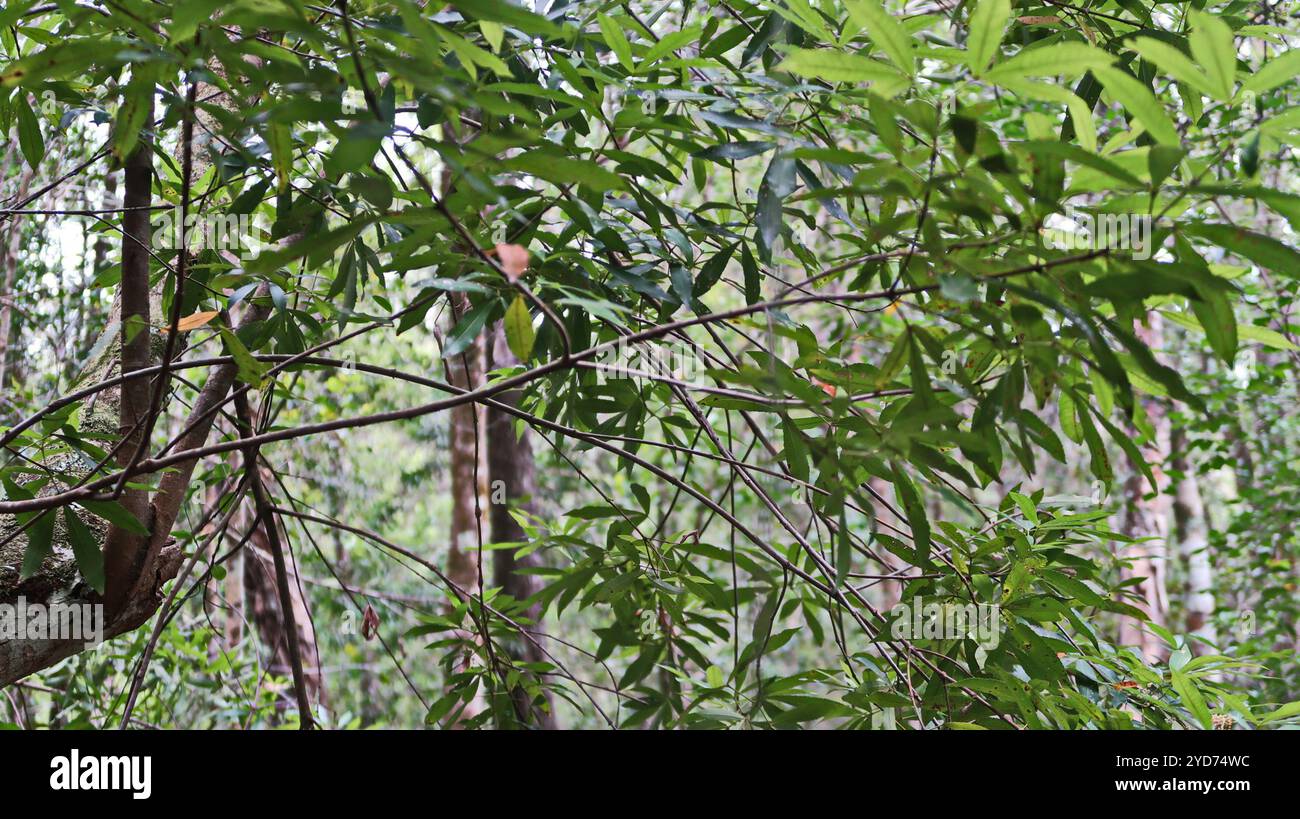 Witels (Platylophus trifoliatus Stock Photo - Alamy