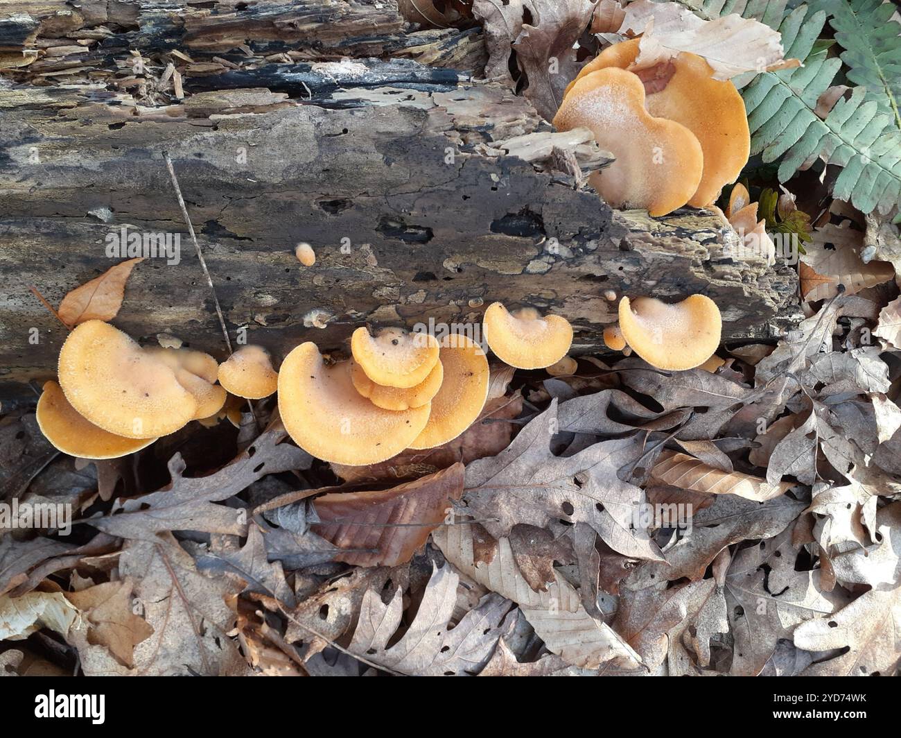 Stinking Orange Oyster (Phyllotopsis nidulans Stock Photo - Alamy