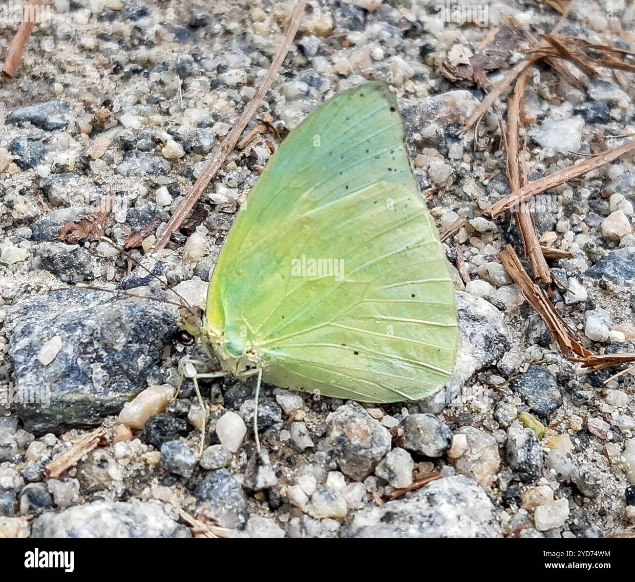 Statira Sulphur (Phoebis statira Stock Photo - Alamy