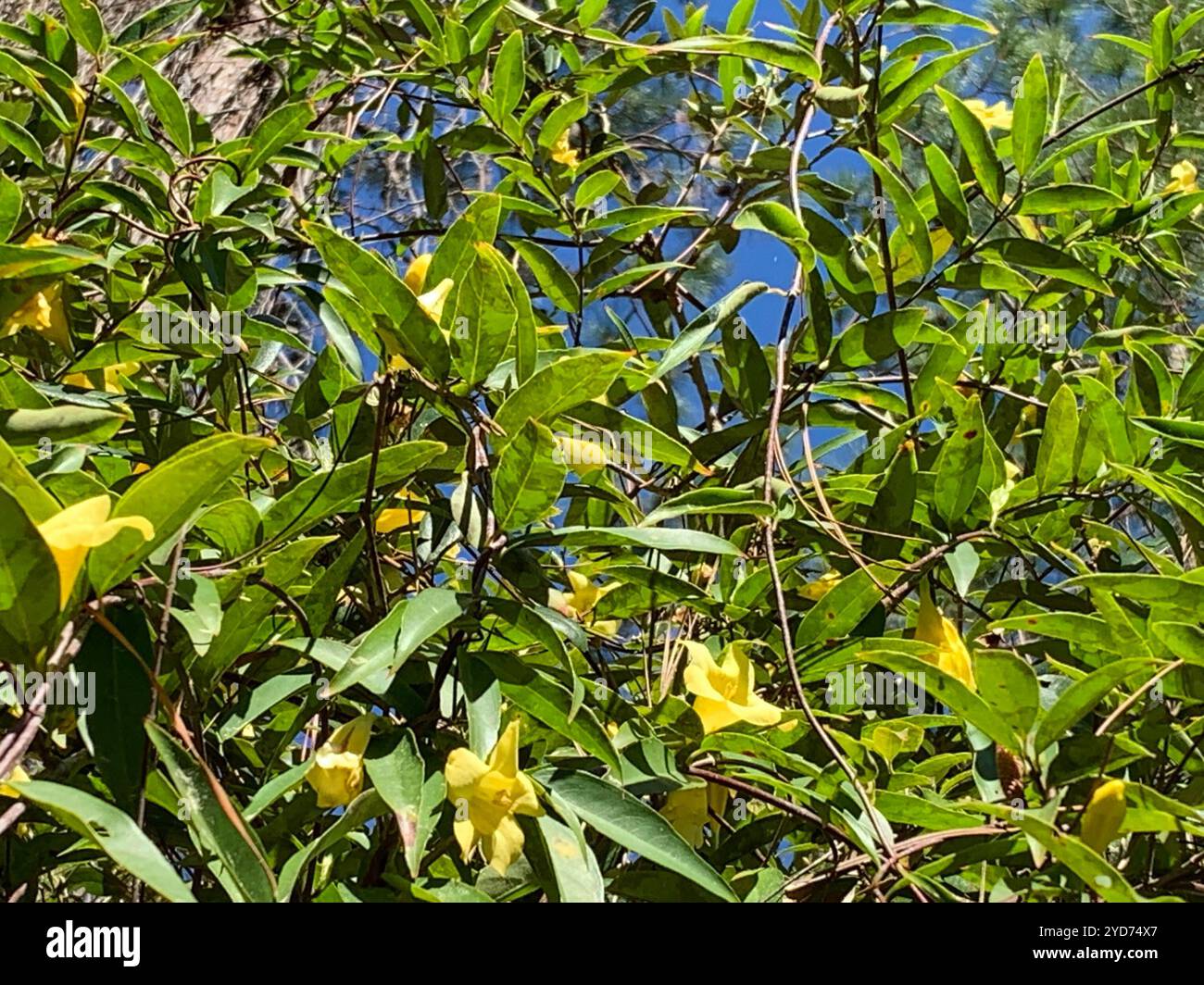 yellow jessamine (Gelsemium sempervirens Stock Photo - Alamy