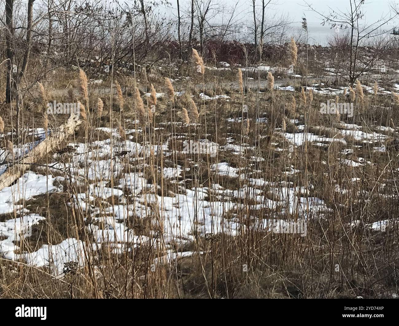 European reed (Phragmites australis australis Stock Photo - Alamy