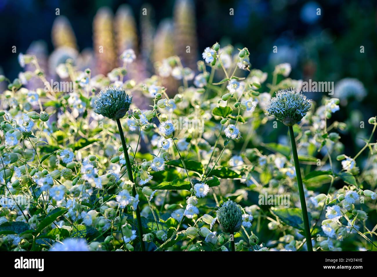 Allium Mount everest,Silene Fimbriata,allium and silene,white flowers ...