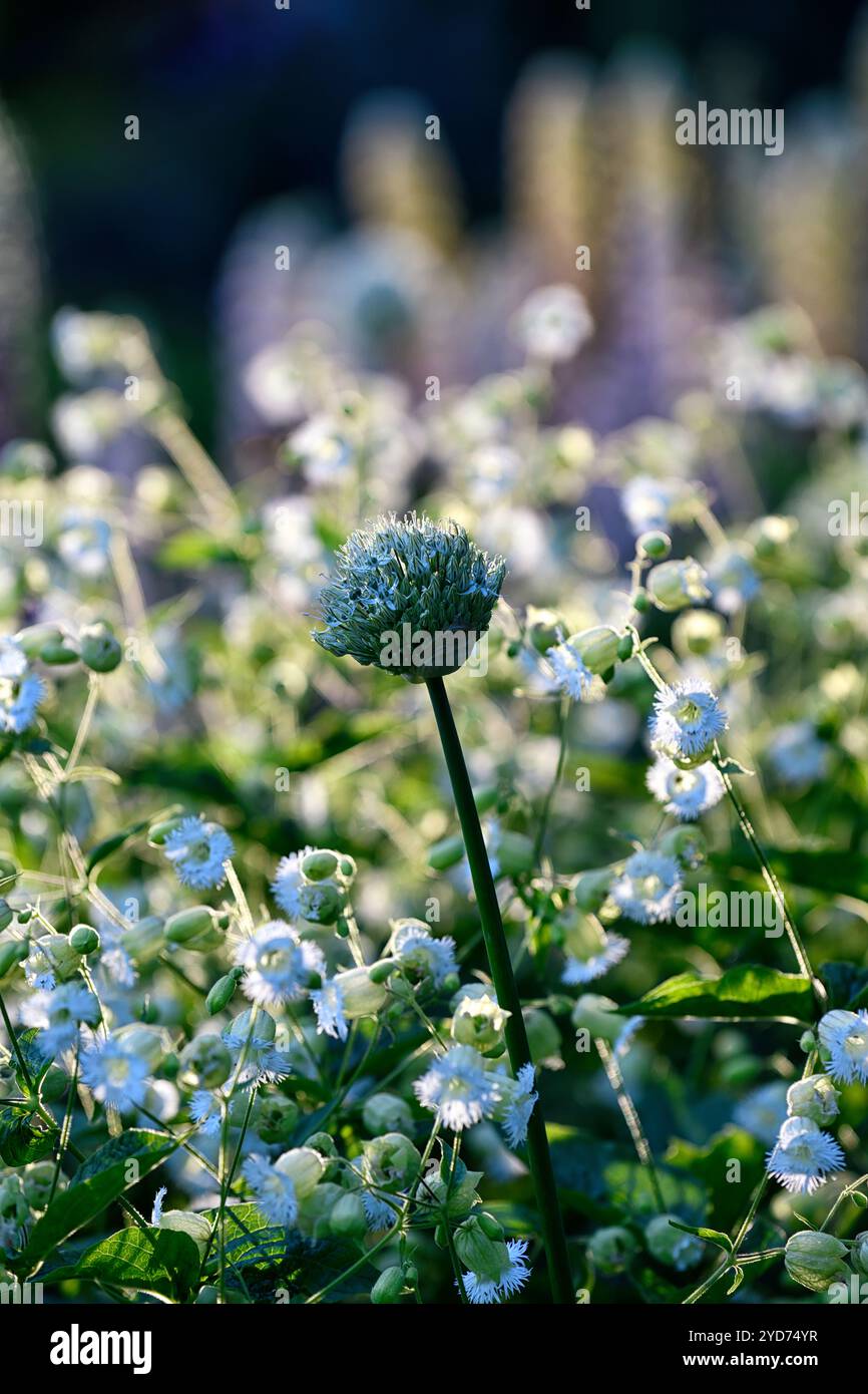 Allium Mount everest,Silene Fimbriata,allium and silene,white flowers ...