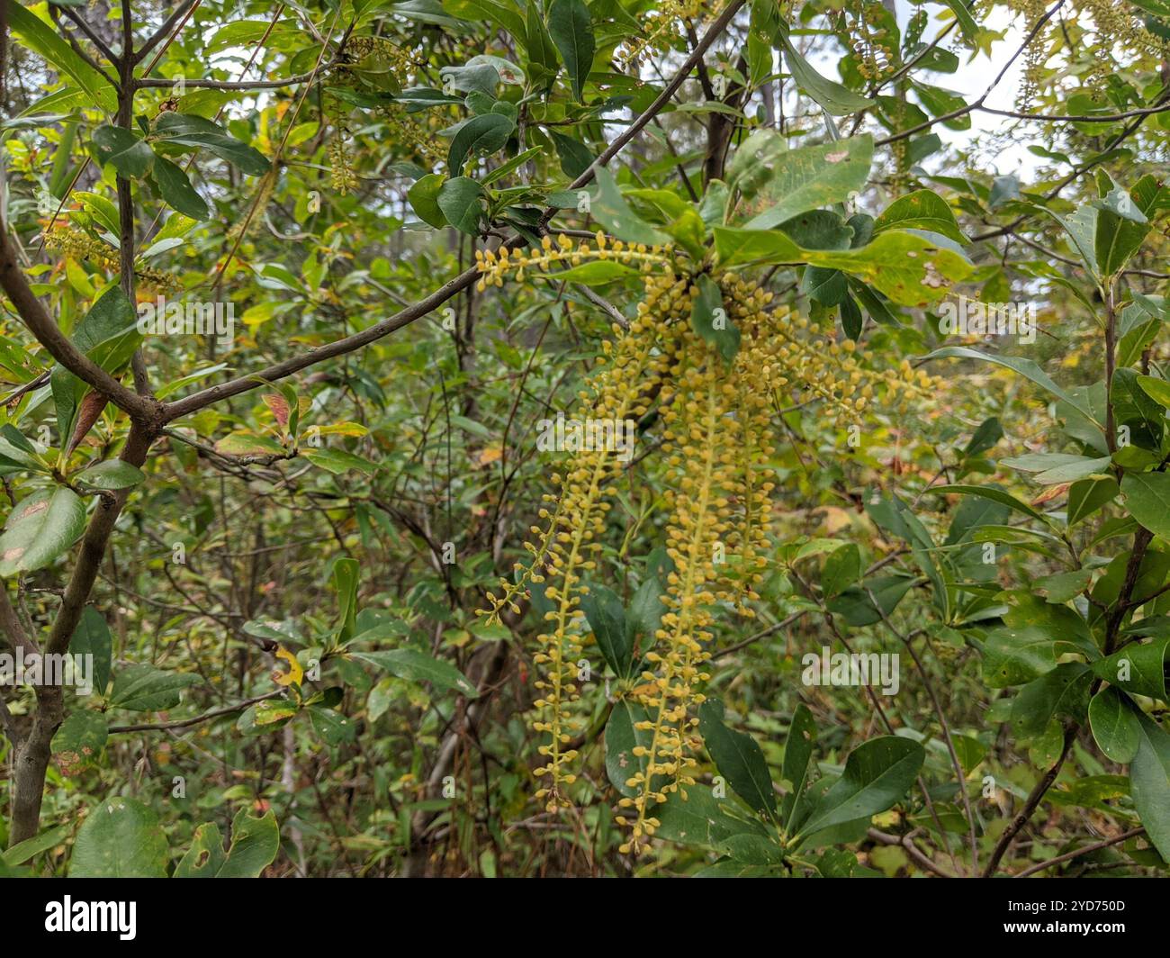 Swamp titi (Cyrilla racemiflora Stock Photo - Alamy