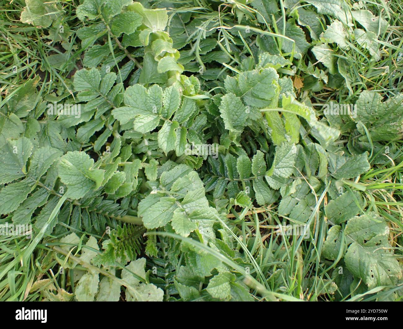Mediterranean Radish (Raphanus raphanistrum landra Stock Photo - Alamy