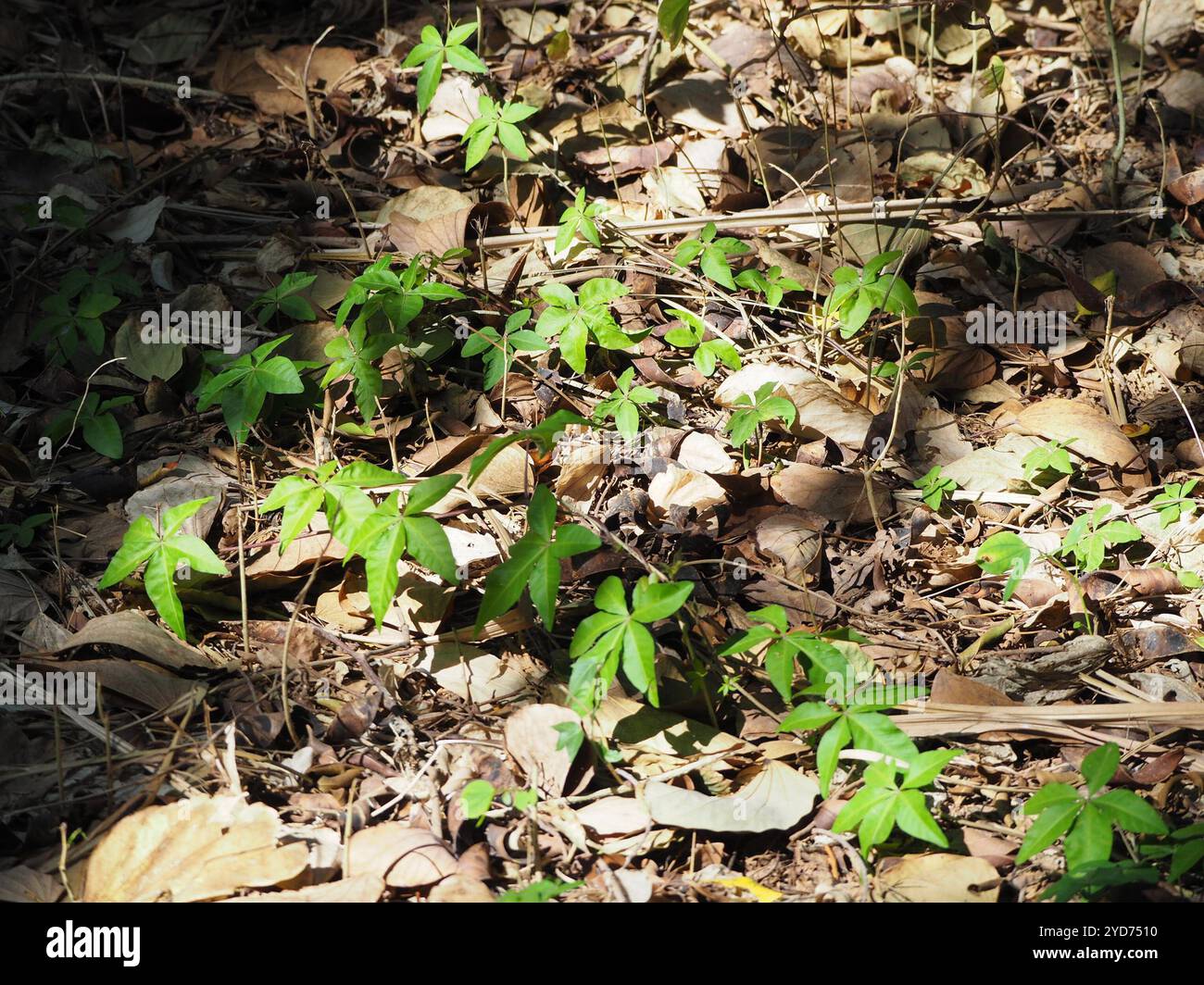 Mile-a-minute vine (Ipomoea cairica Stock Photo - Alamy