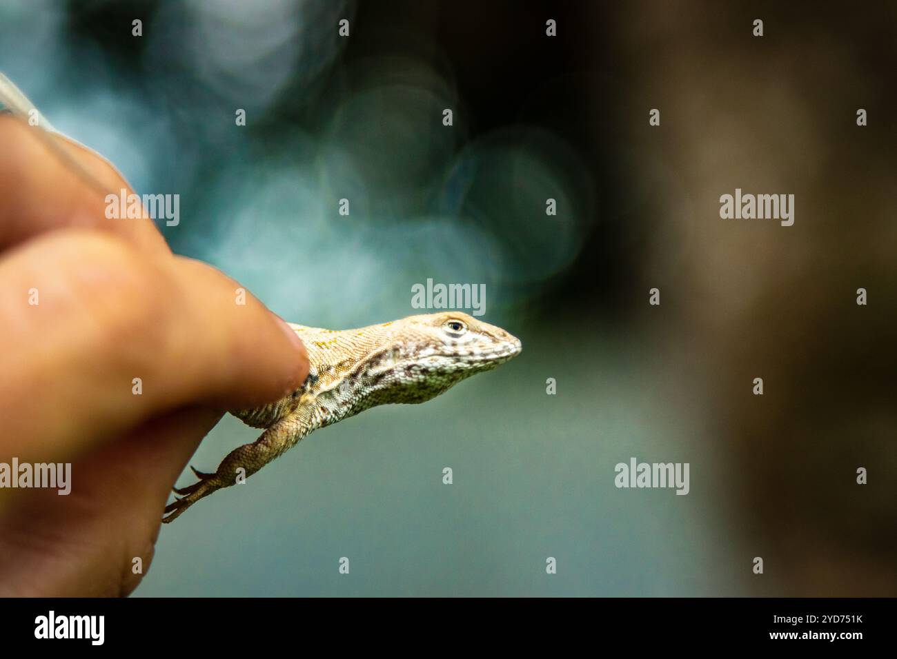 Dune lizard in hand Stock Photo - Alamy
