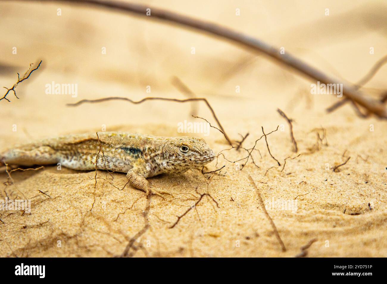Lizard resting on the dunes Stock Photo - Alamy