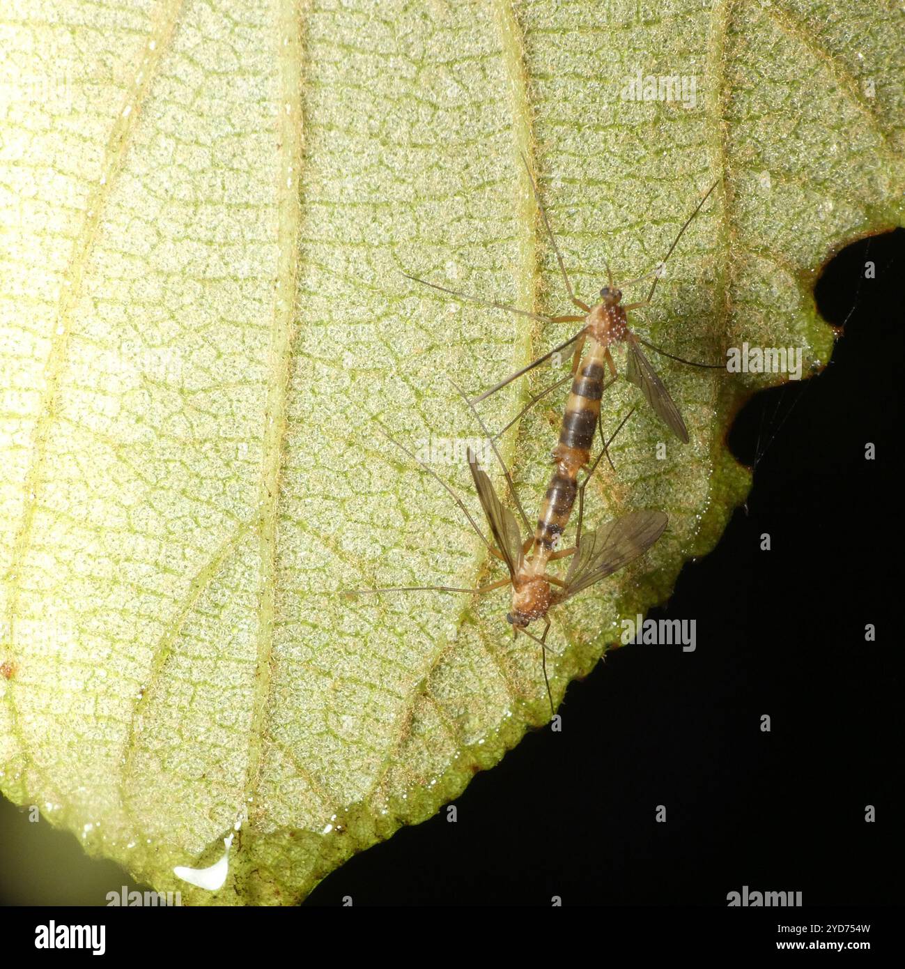 Fungus Gnats and Gall Midges (Sciaroidea Stock Photo - Alamy