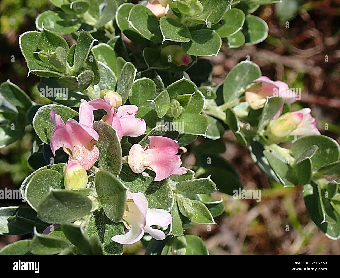 Myrtle Capesweetpea (Podalyria myrtillifolia Stock Photo - Alamy