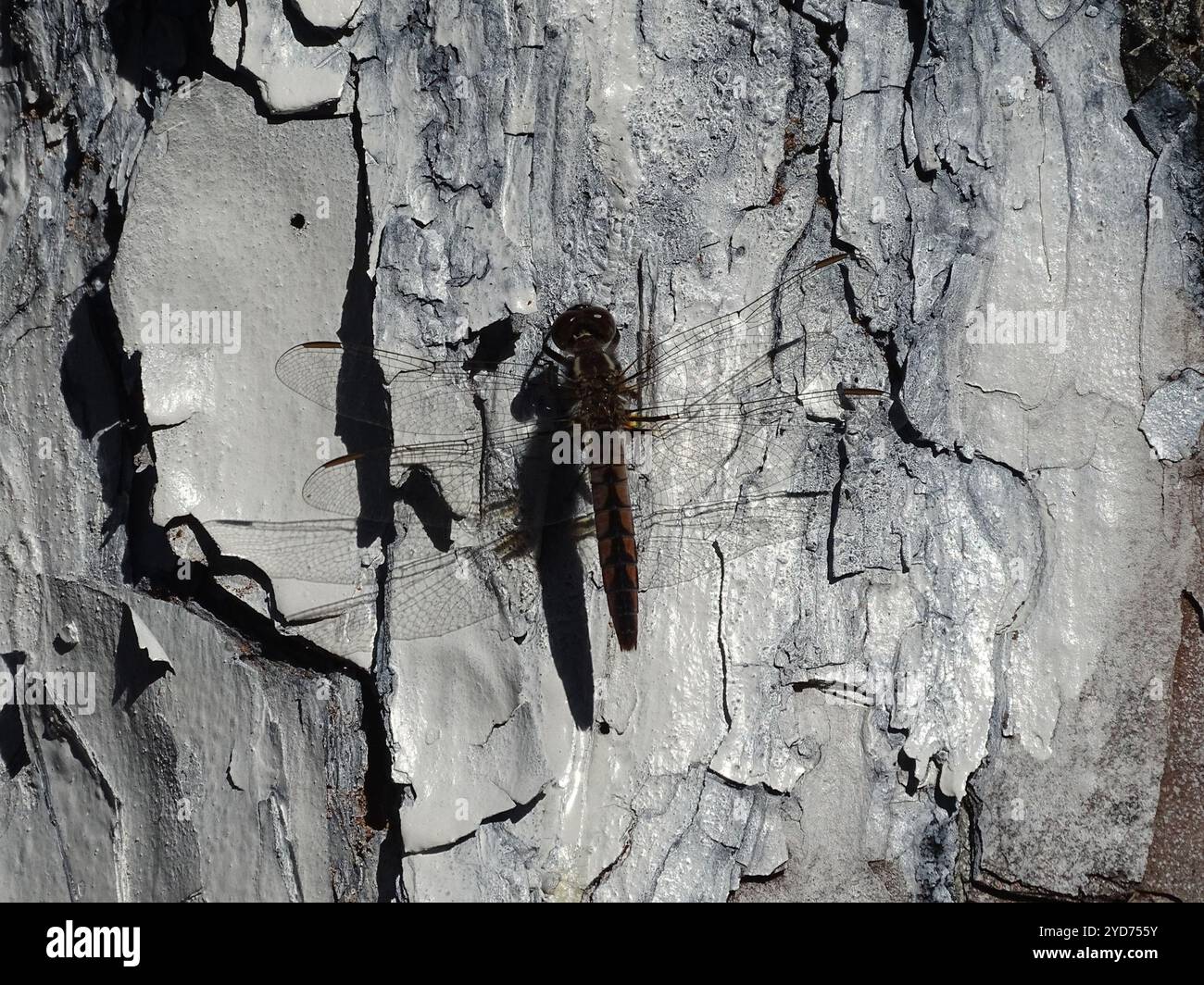 Blue Corporal (Ladona deplanata Stock Photo - Alamy