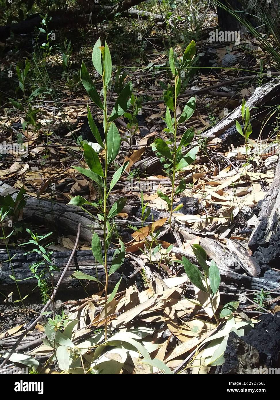 Myrtle Wattle (Acacia myrtifolia Stock Photo - Alamy