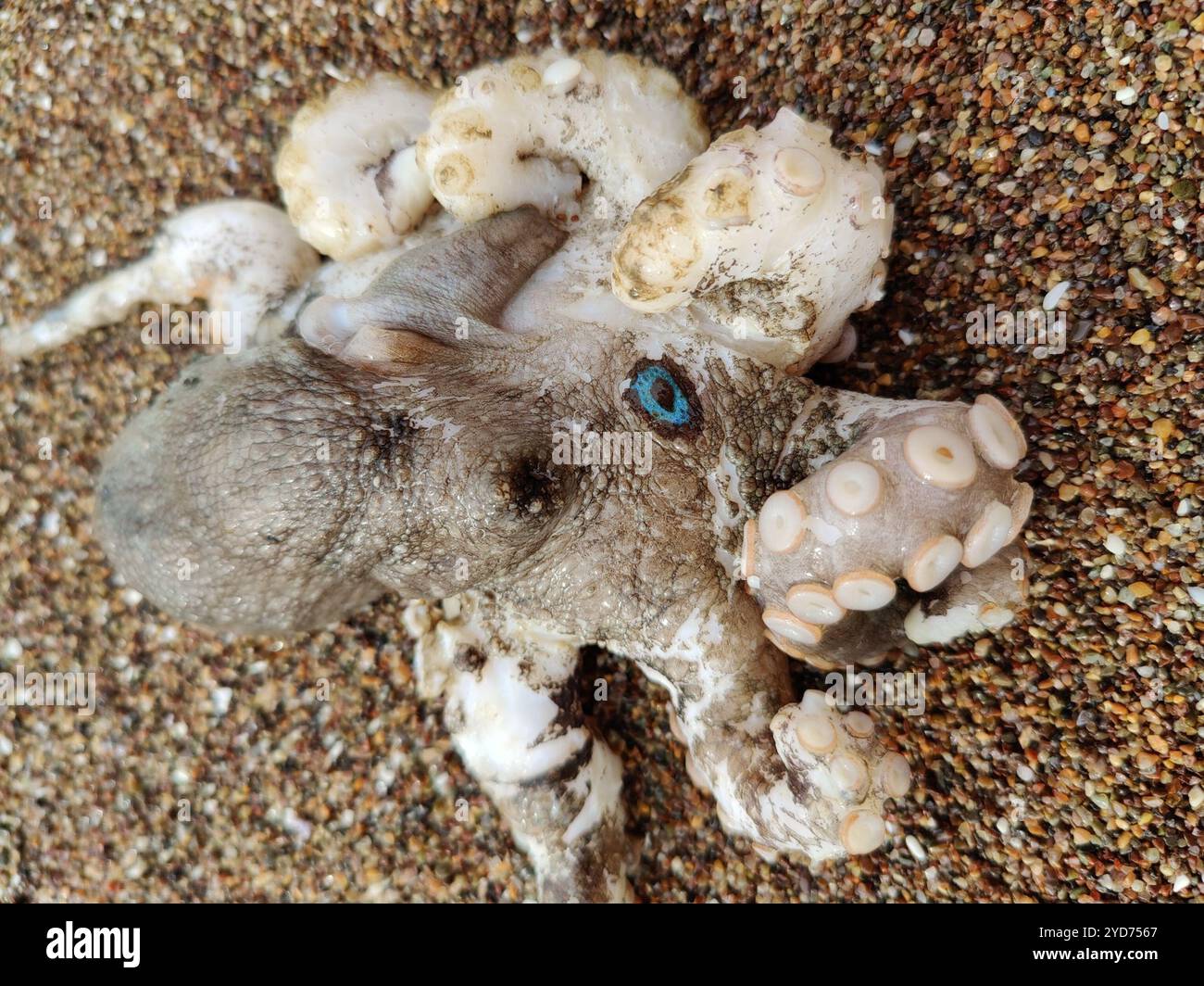 Verrill's Two-spot Octopus (Octopus bimaculatus Stock Photo - Alamy