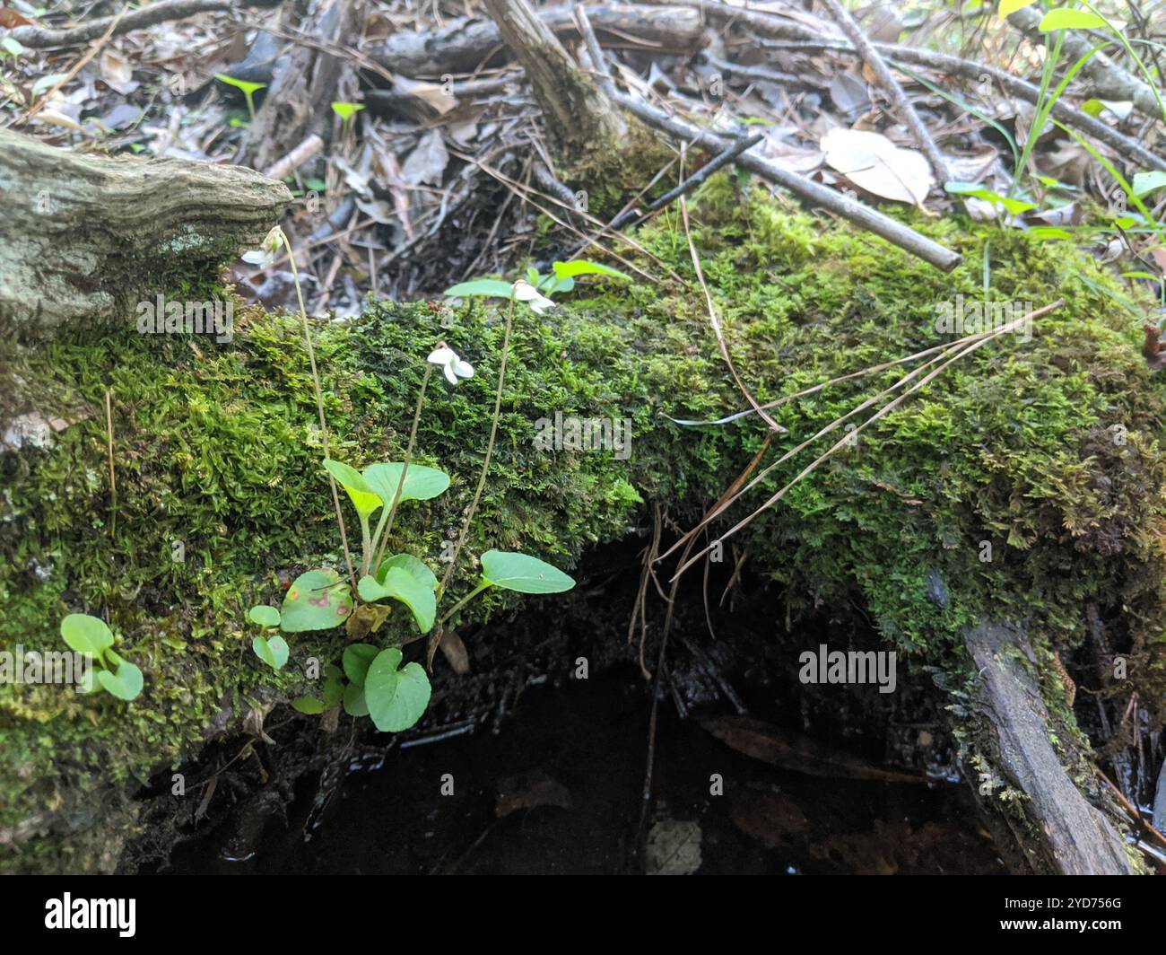 primrose-leaved violet (Viola primulifolia Stock Photo - Alamy