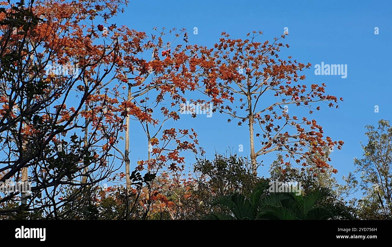 Java Olive (Sterculia foetida Stock Photo - Alamy
