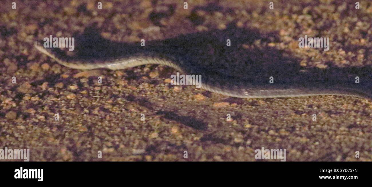 Common keelback (Tropidonophis mairii Stock Photo - Alamy