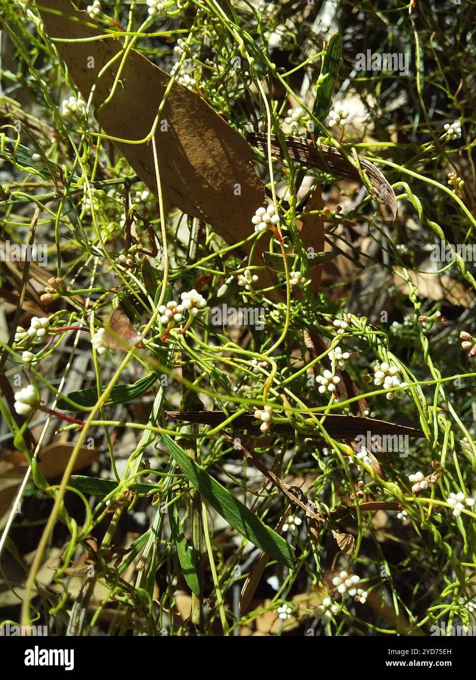 Slender Devil's Twine (Cassytha glabella Stock Photo - Alamy