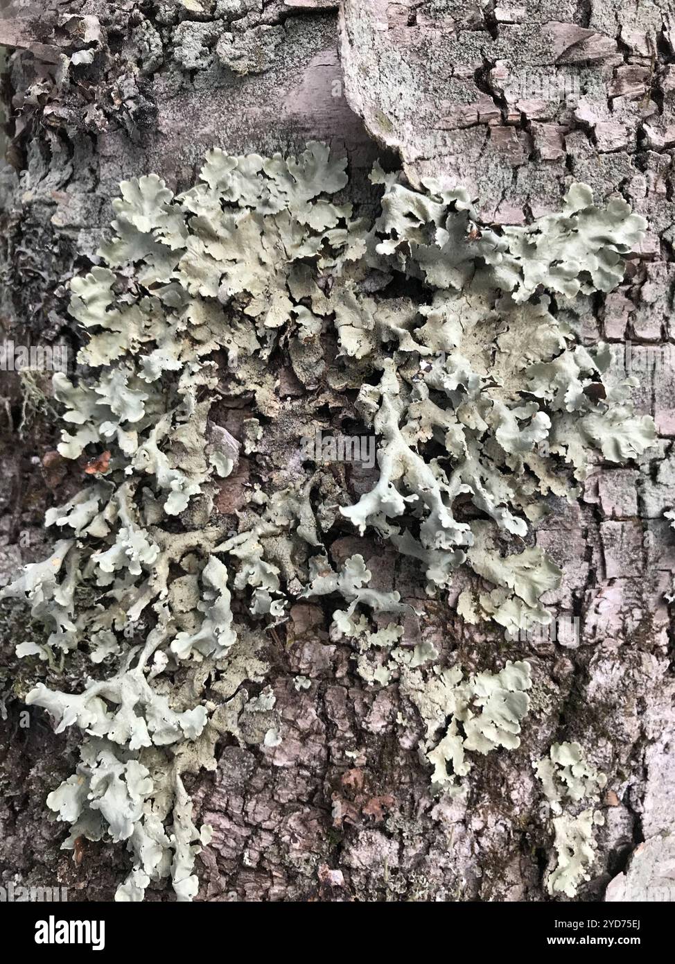 common greenshield lichen (Flavoparmelia caperata Stock Photo - Alamy
