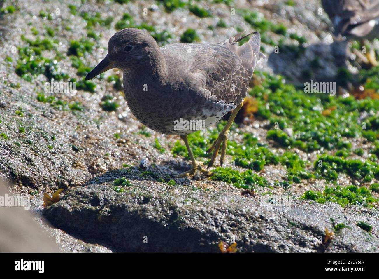 Surfbird (Calidris virgata Stock Photo - Alamy