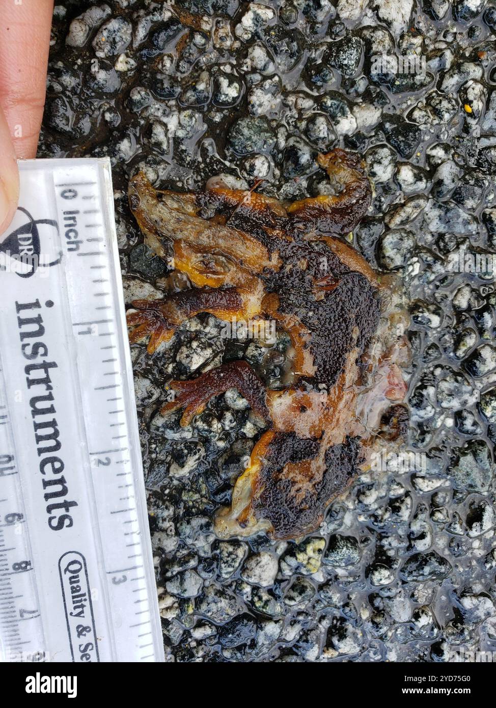 Pacific Newts (Taricha Stock Photo - Alamy