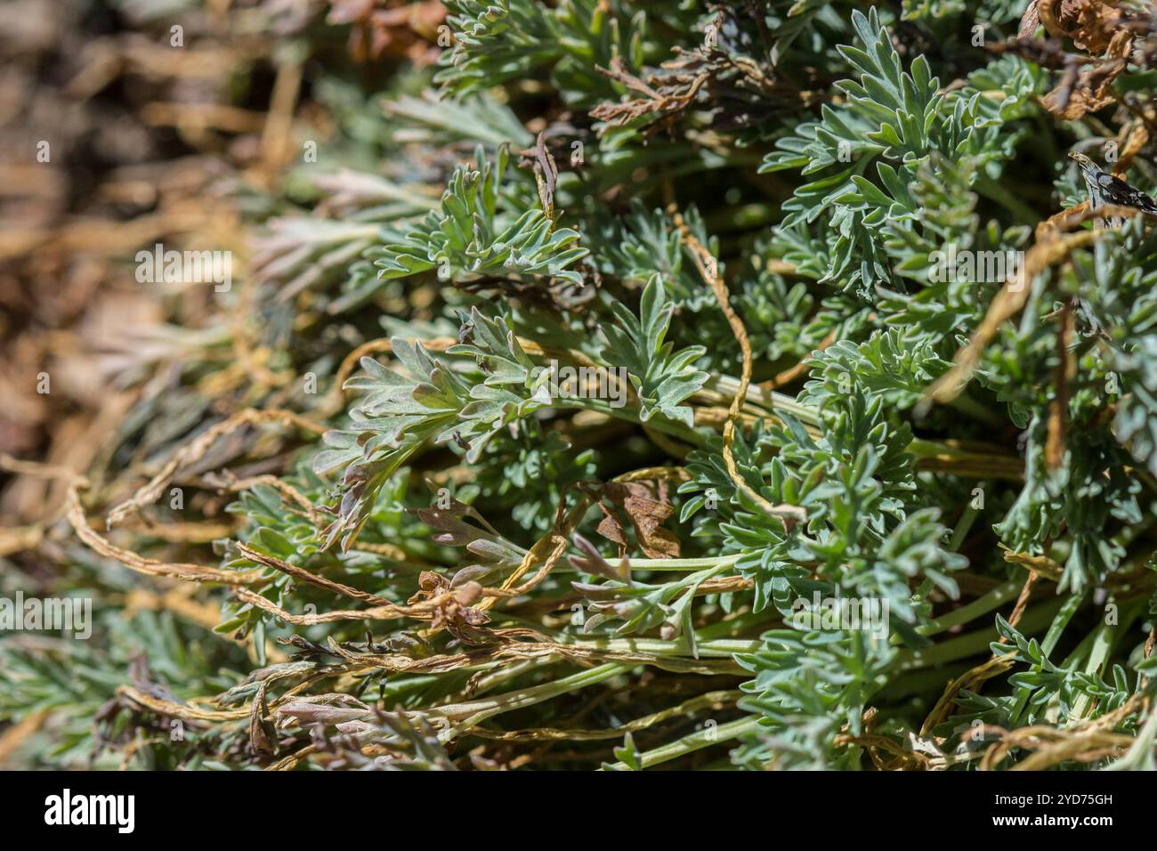 golden corydalis (Corydalis aurea Stock Photo - Alamy