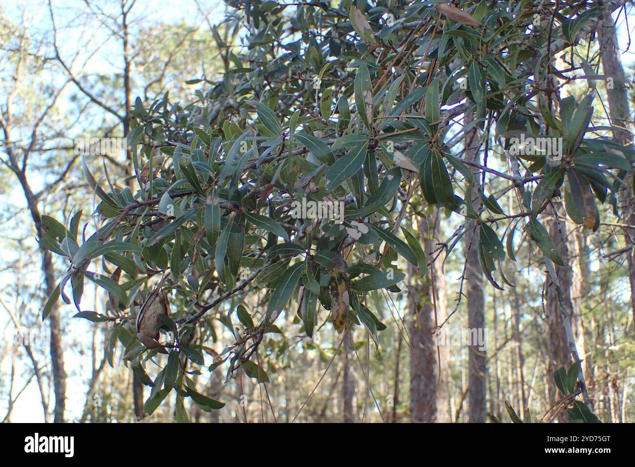 Darlington Oak (Quercus hemisphaerica Stock Photo - Alamy