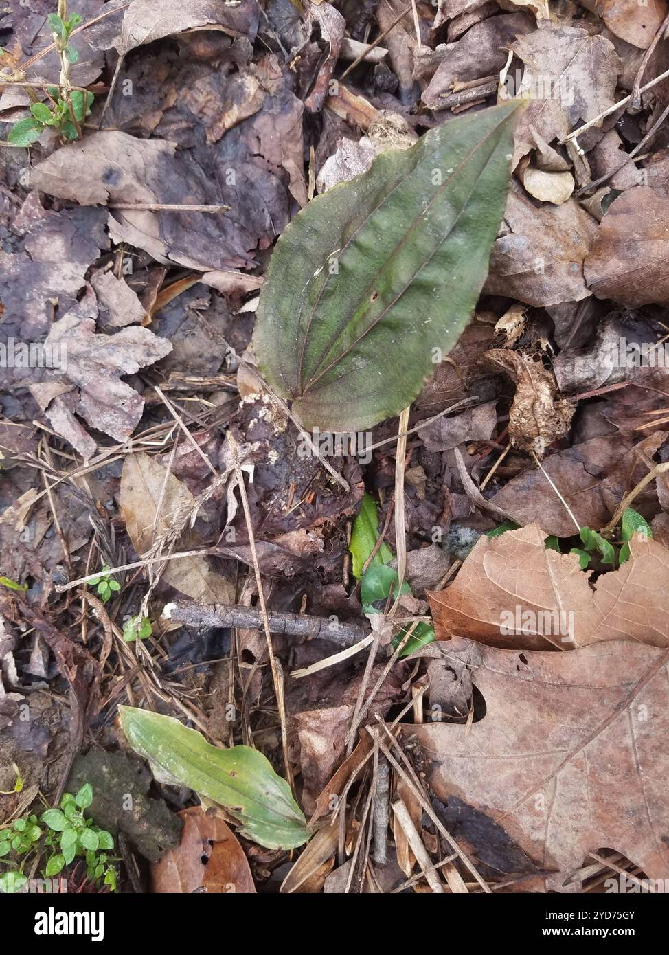 crane-fly orchid (Tipularia discolor Stock Photo - Alamy